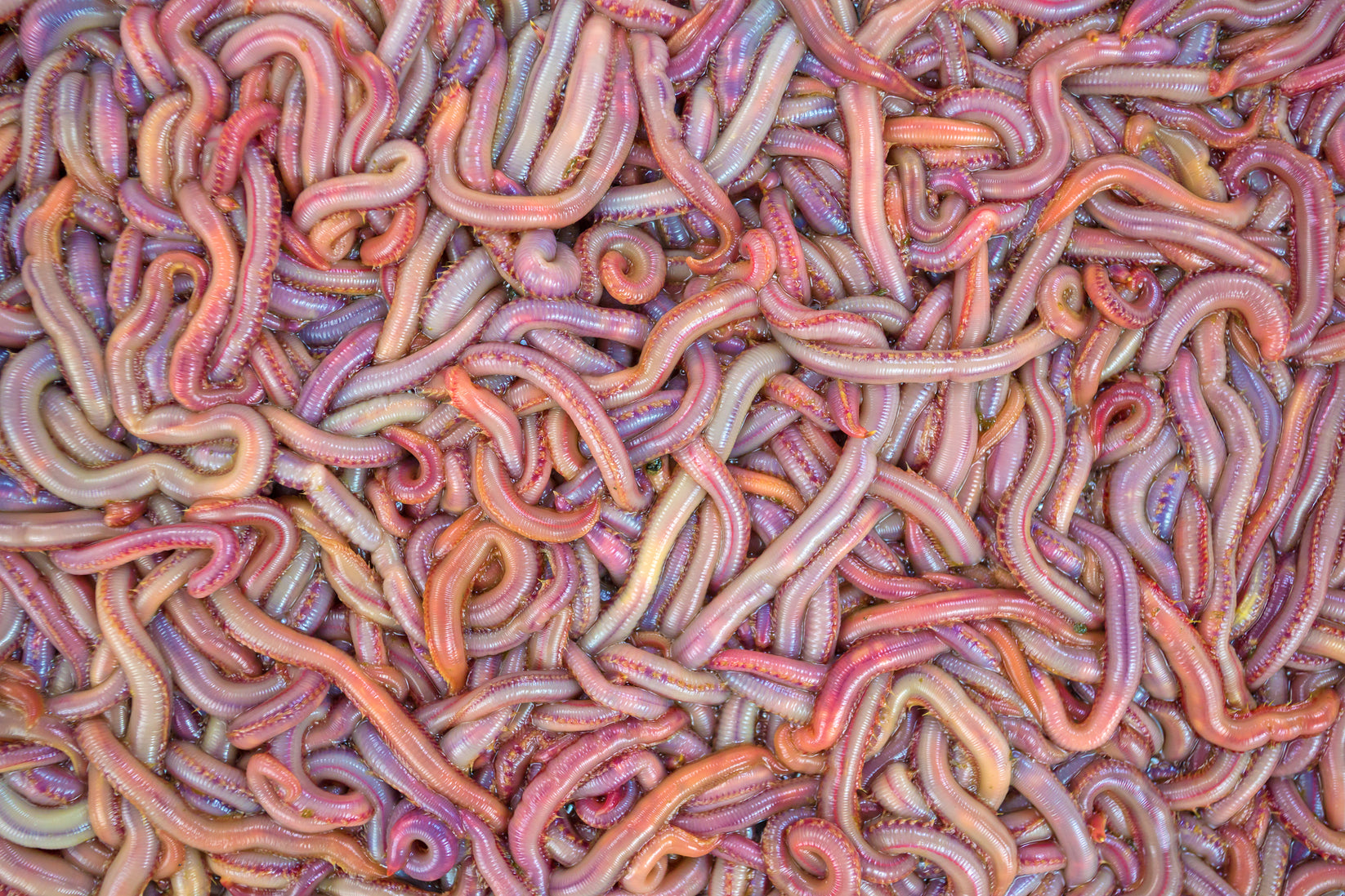 Bloodworms - Live Bait – Old School Outdoors